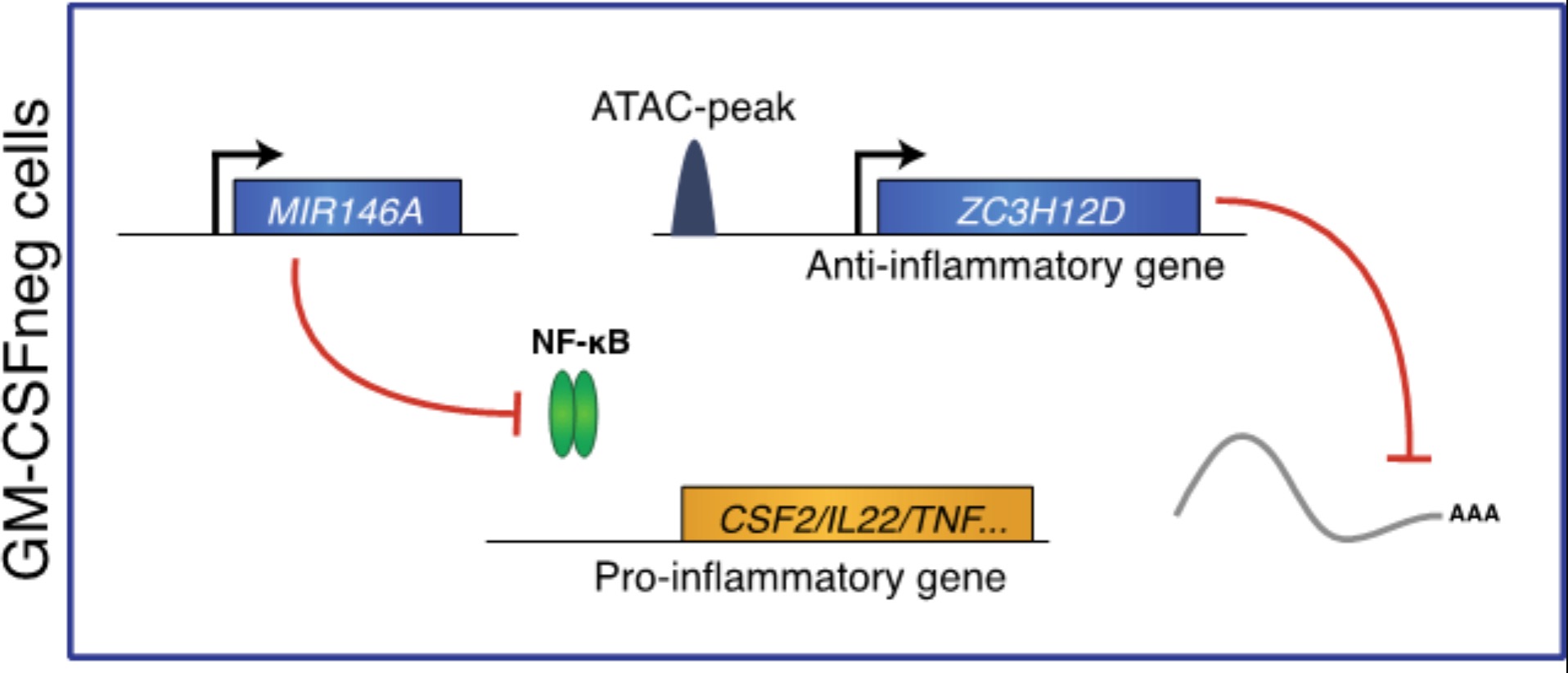 A molecular network to balance inflammatory programs in immune cells ...