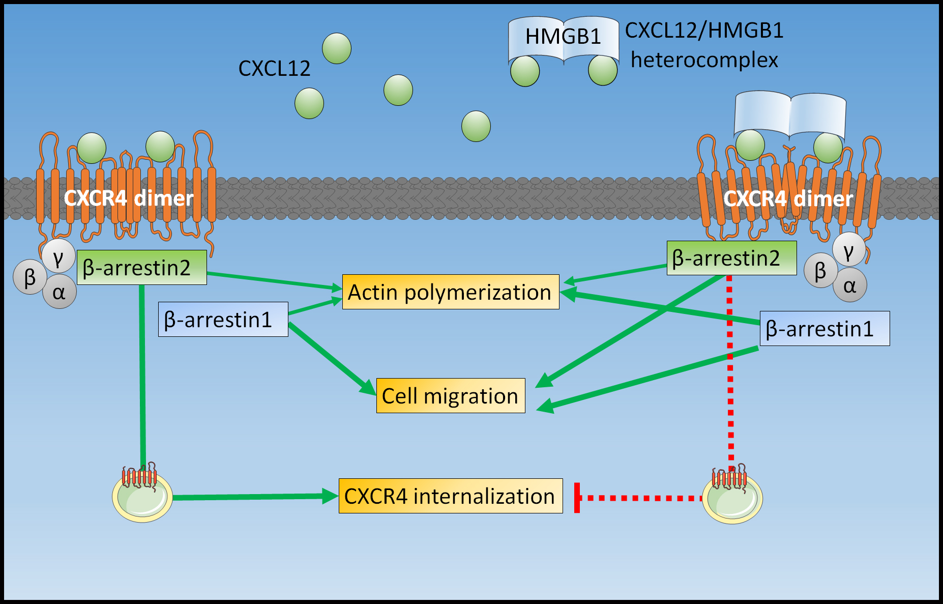 The role of beta-arrestins in CXCL12/HMGB1-mediated signaling - IRB USI