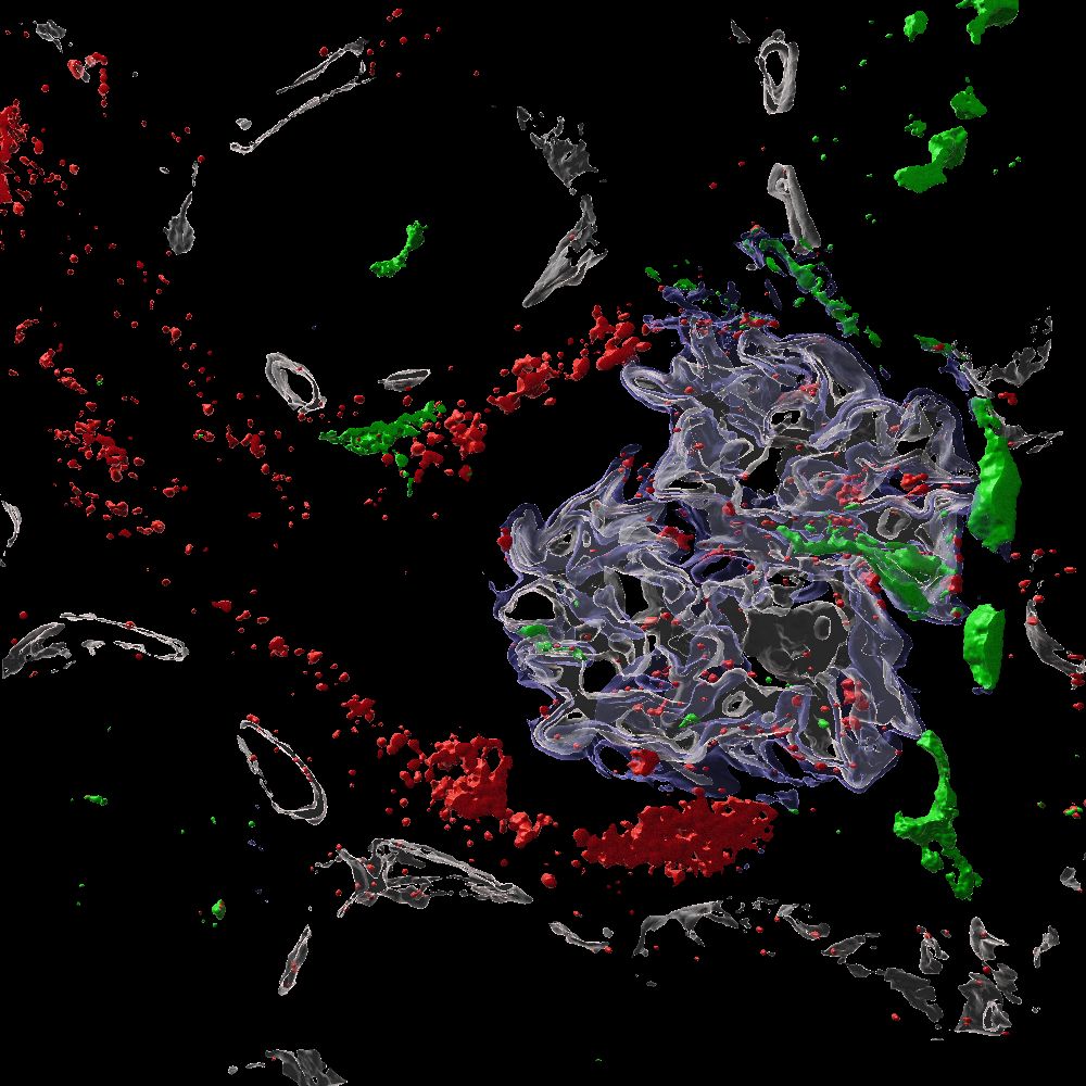 New IRB study: mapping the anatomical localization of atypical chemokine receptors - IRB USI