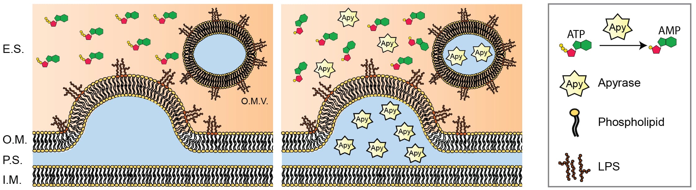 A new generation of oral vaccines by inhibiting microbiota-derived ATP ...