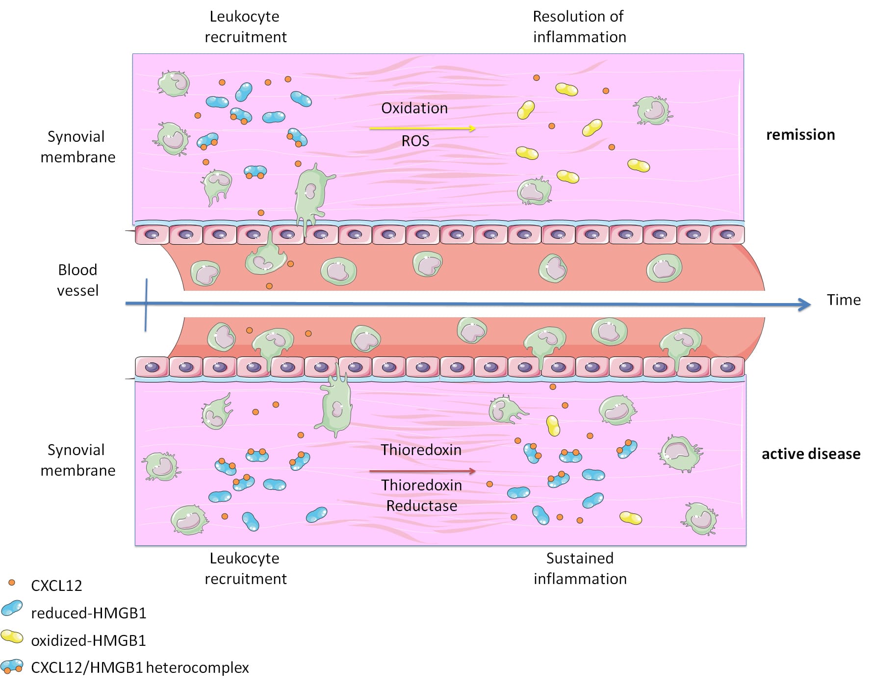 New study from the Uguccioni’s lab revealing the activity of the CXCL12/HMGB1 heterocomplex in ...