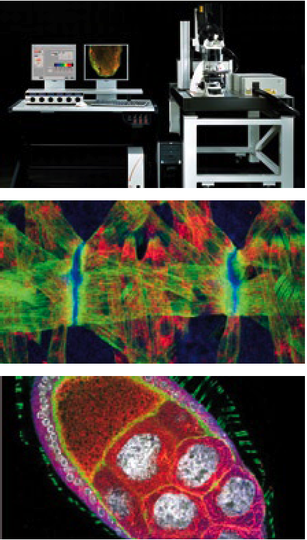 Confocal Imaging Laser Scanning Confocal Microscopy | Covalent